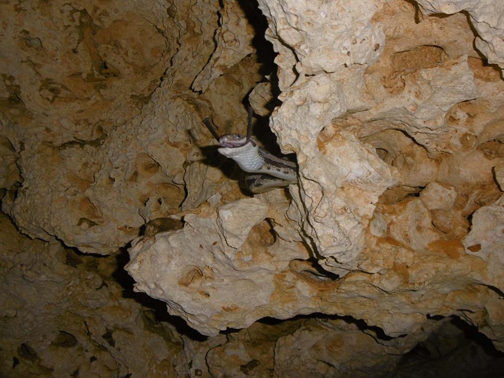 Vive la aventura de grutas de Kantemó, las serpientes colgantes